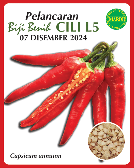 Biji Benih :: BIJI BENIH CILI L5