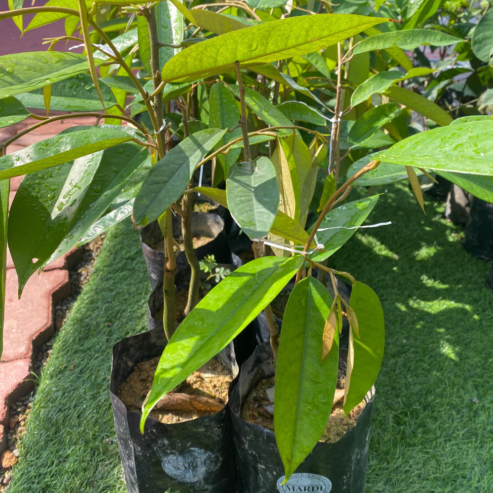 Anak Pokok :: DURIAN DURI HITAM (D200)