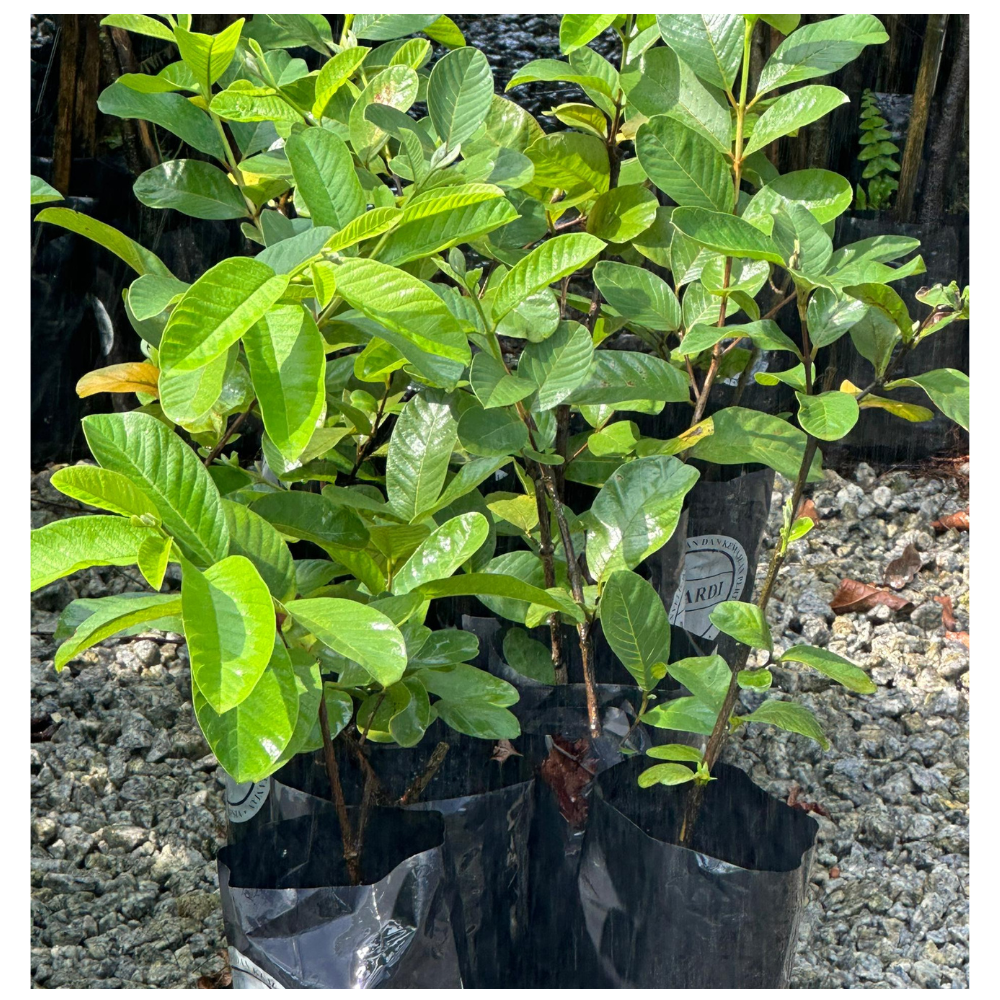 Anak Pokok :: JAMBU BATU BERBIJI