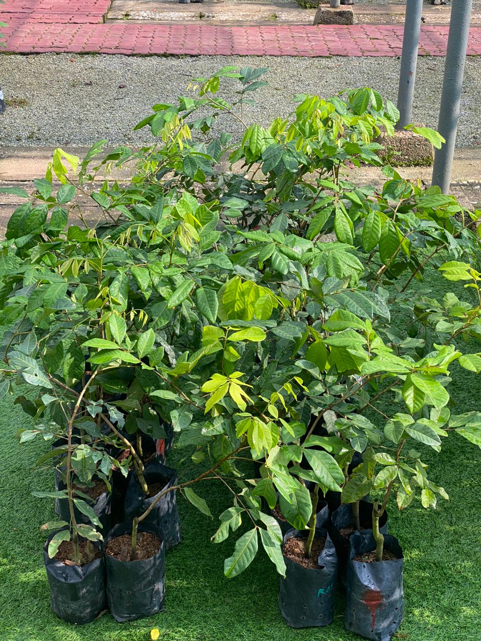 Anak Pokok :: RAMBUTAN ANAK SEKOLAH