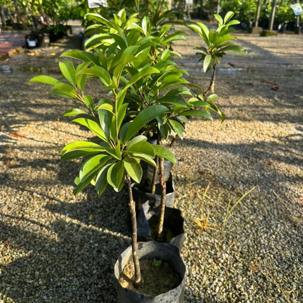 Anak Pokok :: CIKU SUBANG