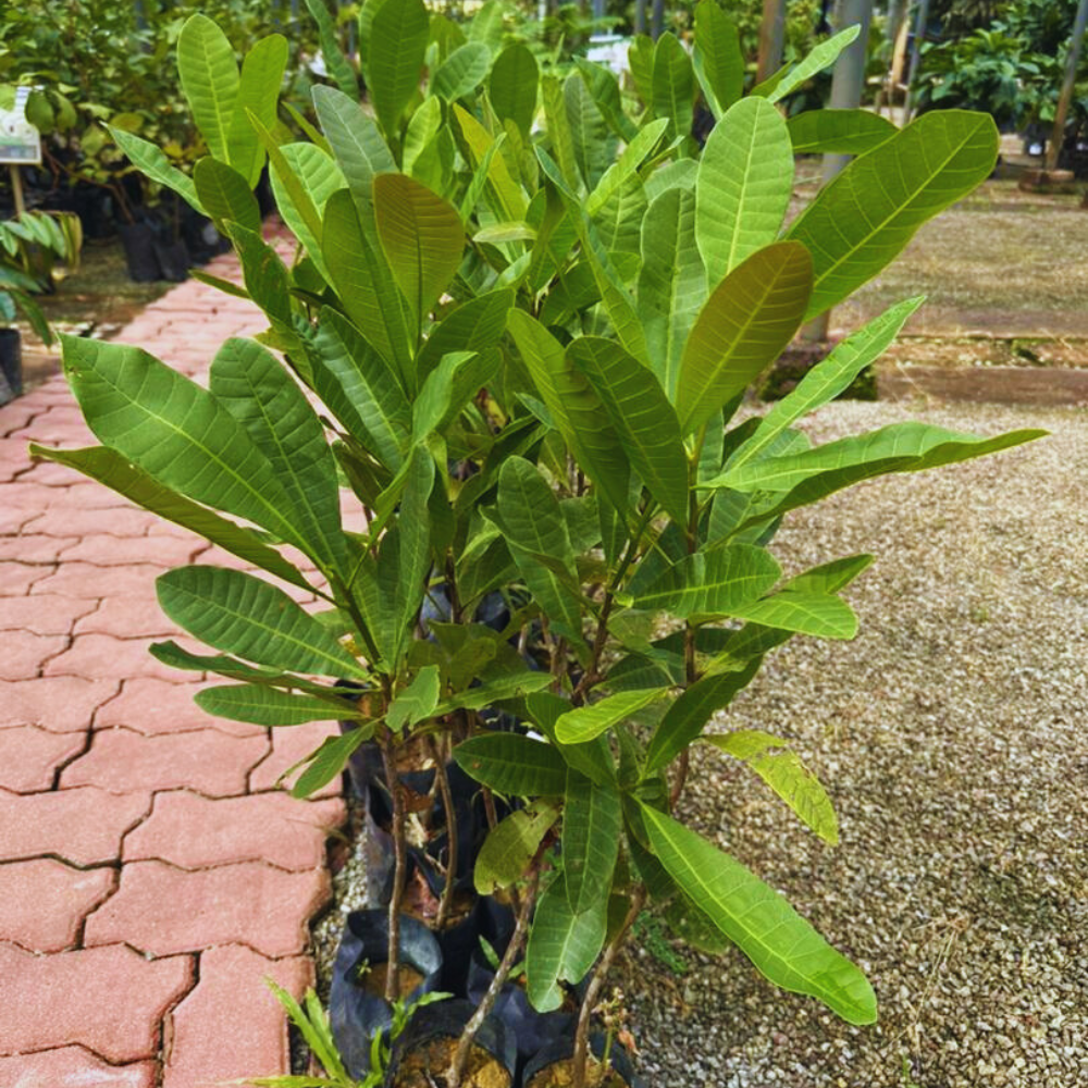 Anak Pokok :: GAJUS