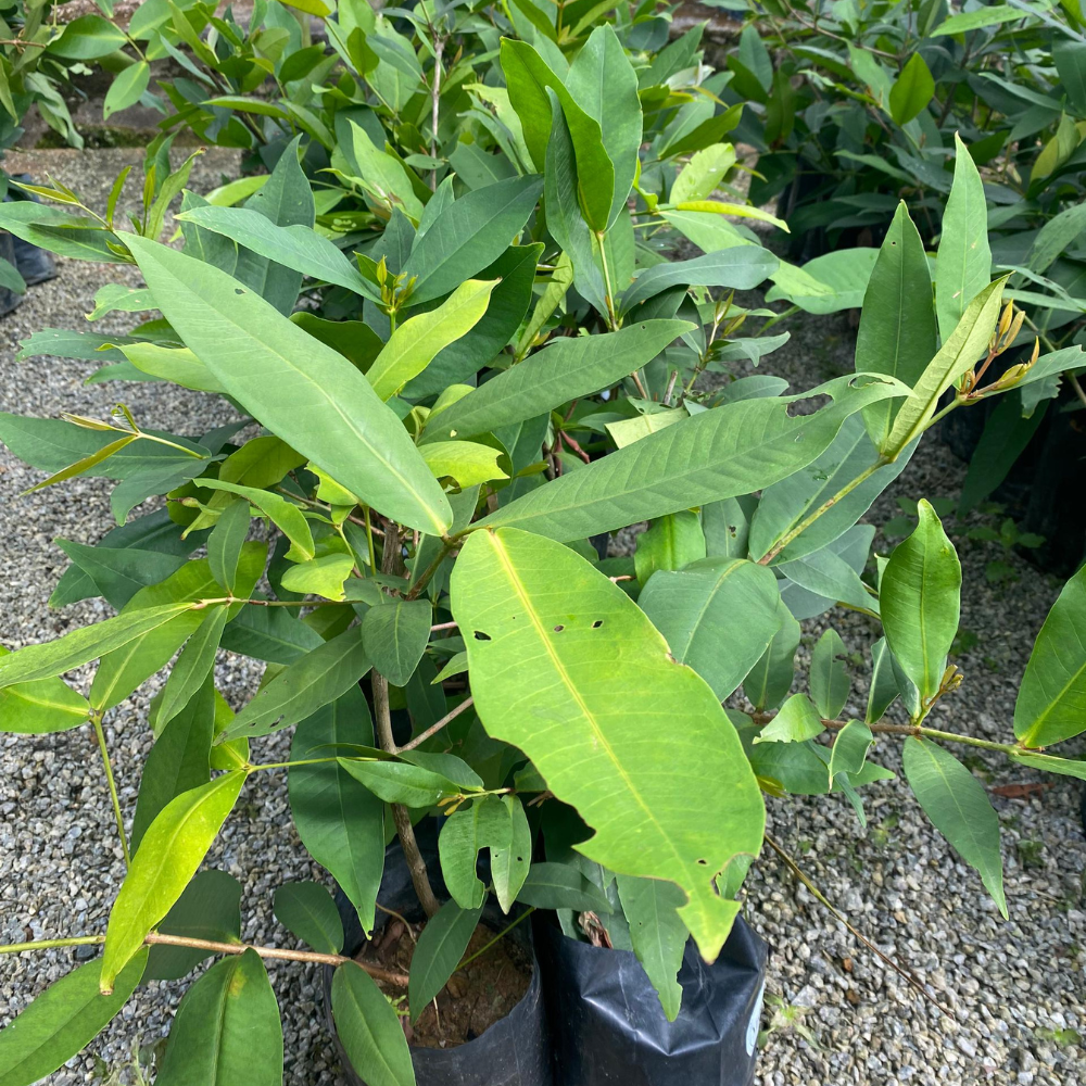 Anak Pokok :: JAMBU AIR MADU MERAH