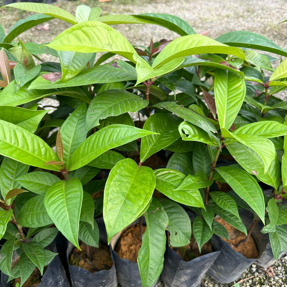 Anak Pokok :: JAMBU BOL