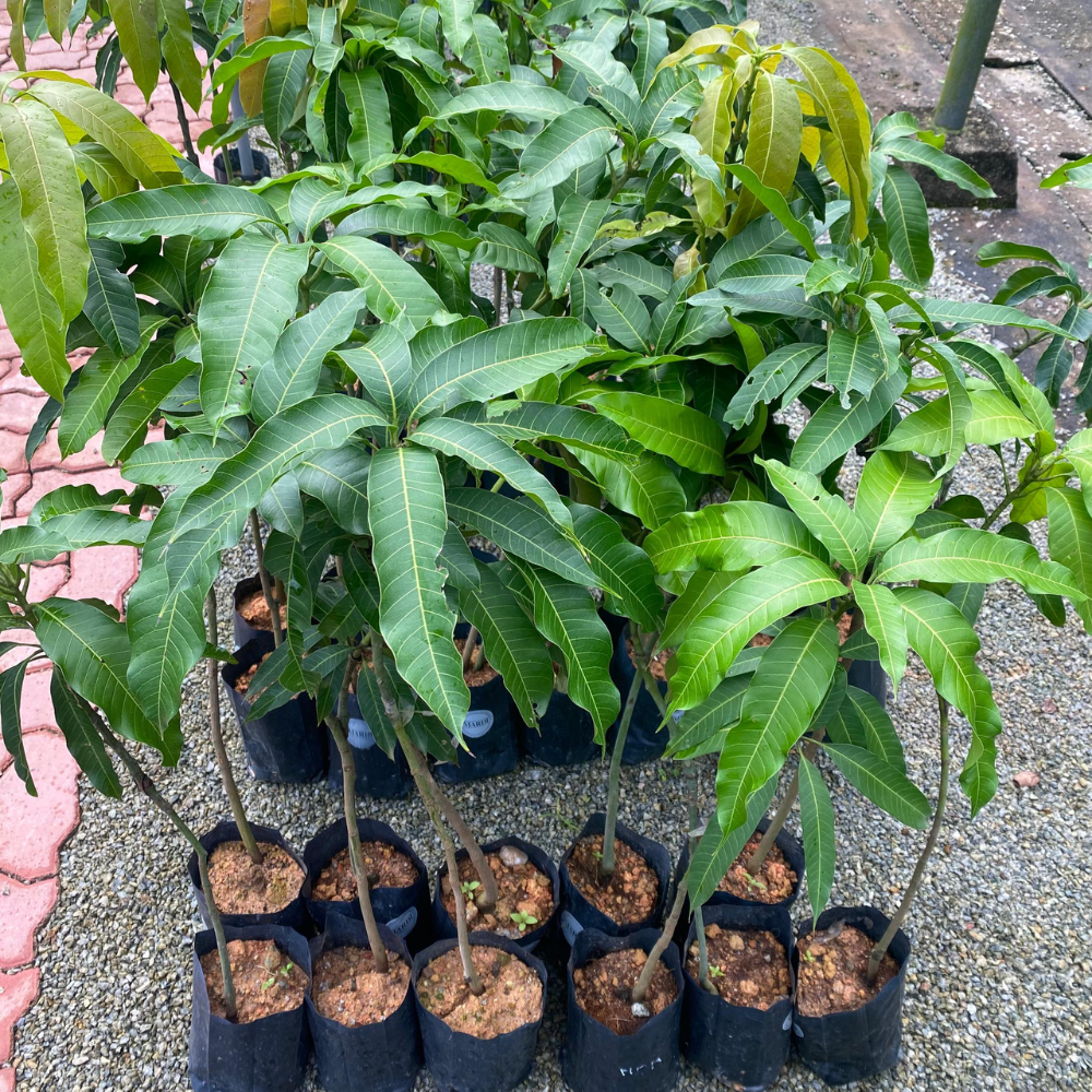 Anak Pokok :: MANGGA NAM DOK MAI