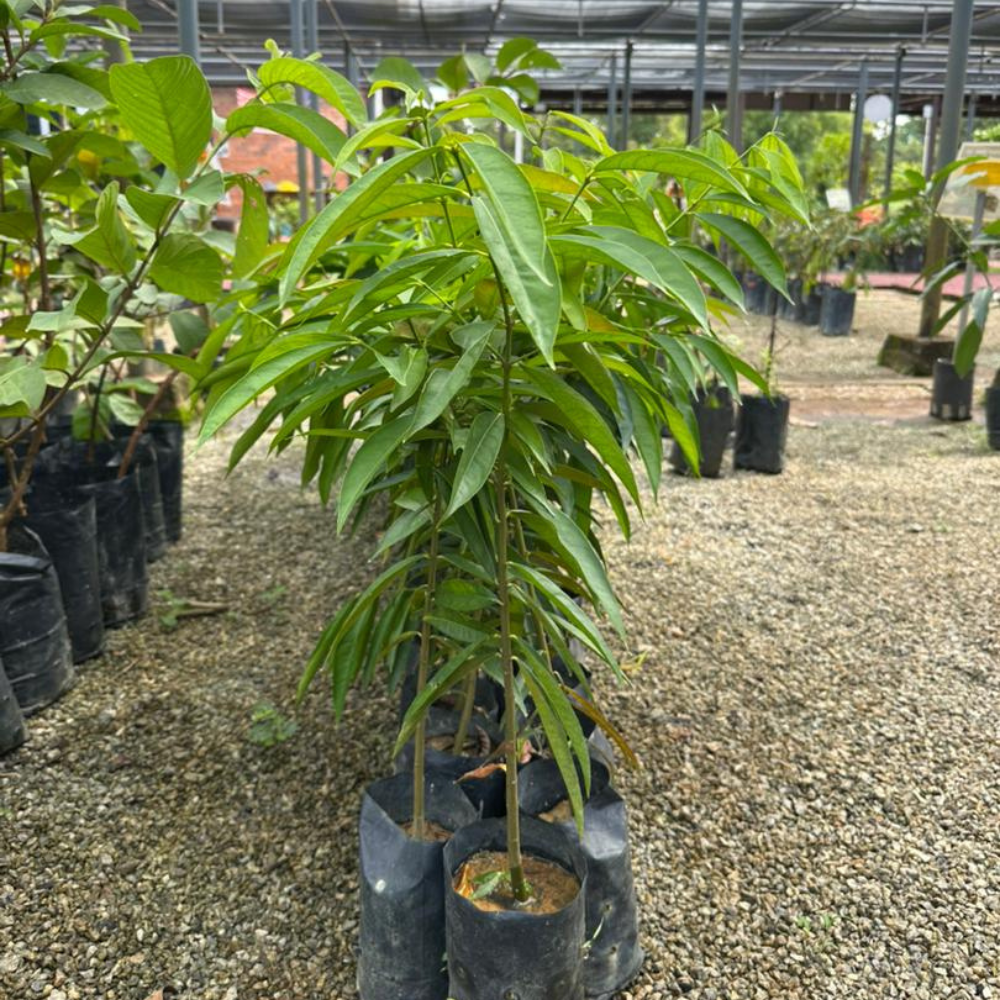 Anak Pokok :: MAHKOTA DEWA