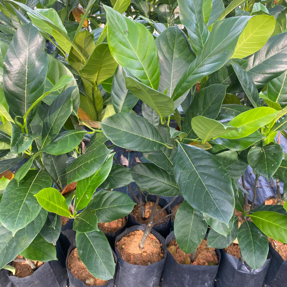 Anak Pokok :: NANGKA J33