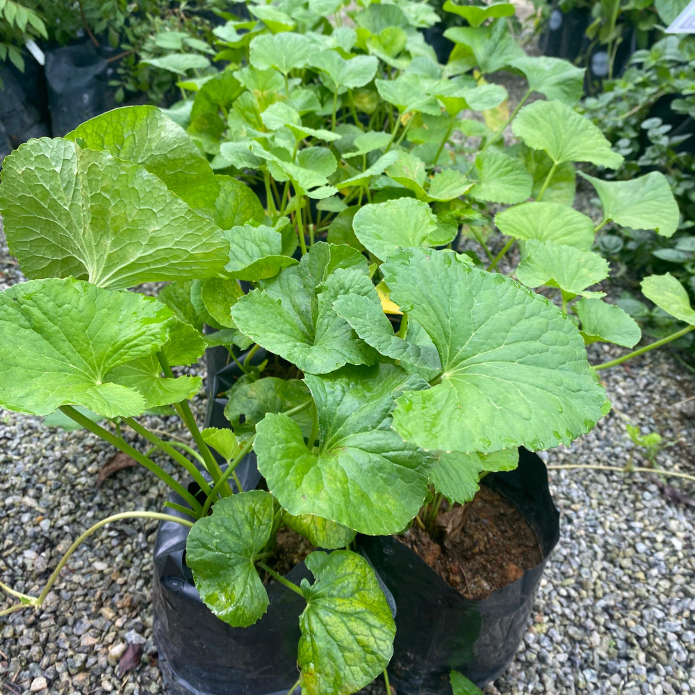 Anak Pokok :: PEGAGA