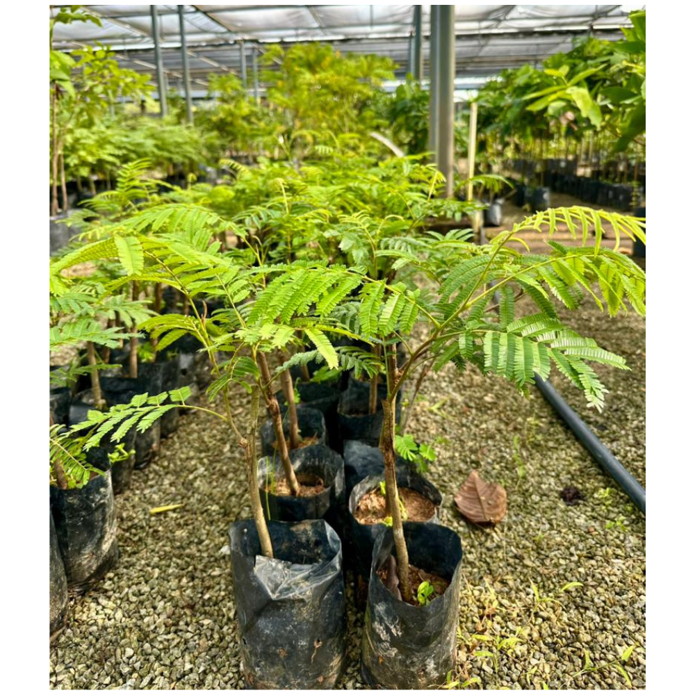 Anak Pokok :: PETAI PADI CANTUM