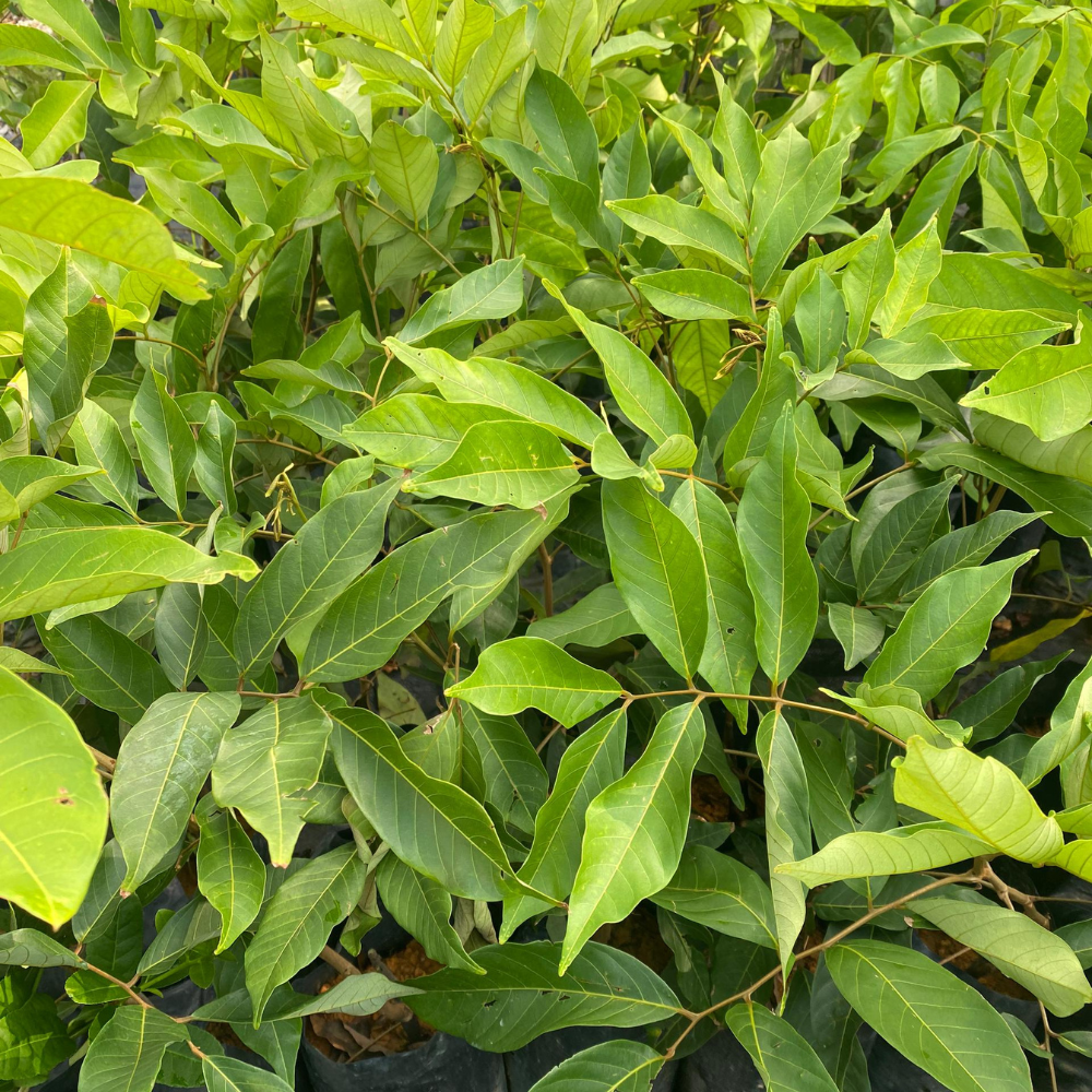 Anak Pokok :: RAMBUTAN JARUM MAS
