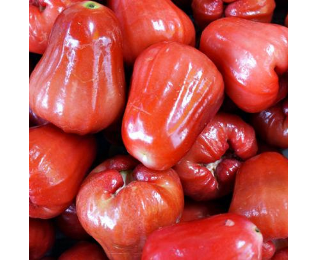 Anak Pokok :: JAMBU AIR MADU MERAH