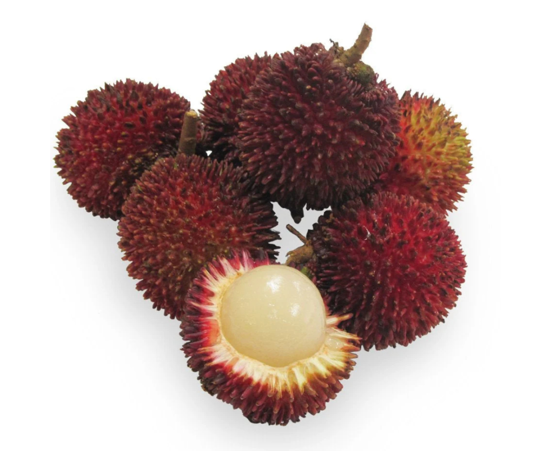 Anak Pokok :: PULASAN