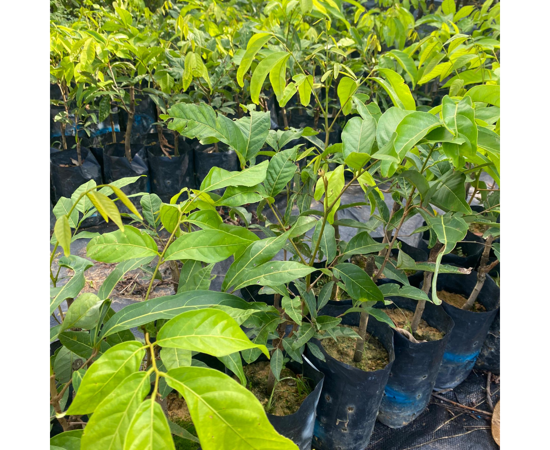 Anak Pokok :: RAMBUTAN MUTIARA WANGI