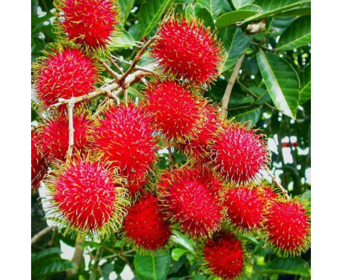 Anak Pokok :: RAMBUTAN MUTIARA WANGI