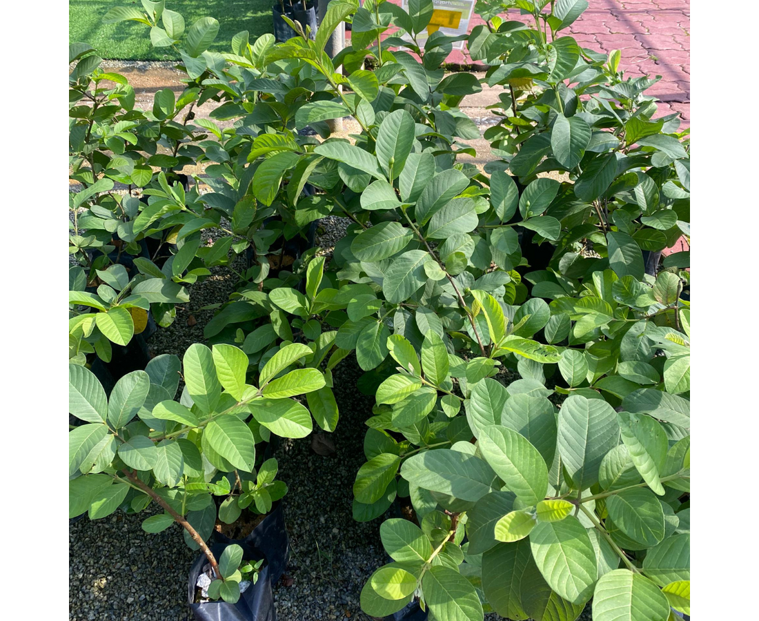 Anak Pokok :: JAMBU LOHAN