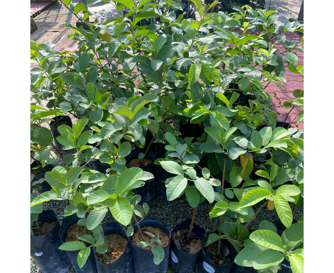 Anak Pokok :: JAMBU LOHAN