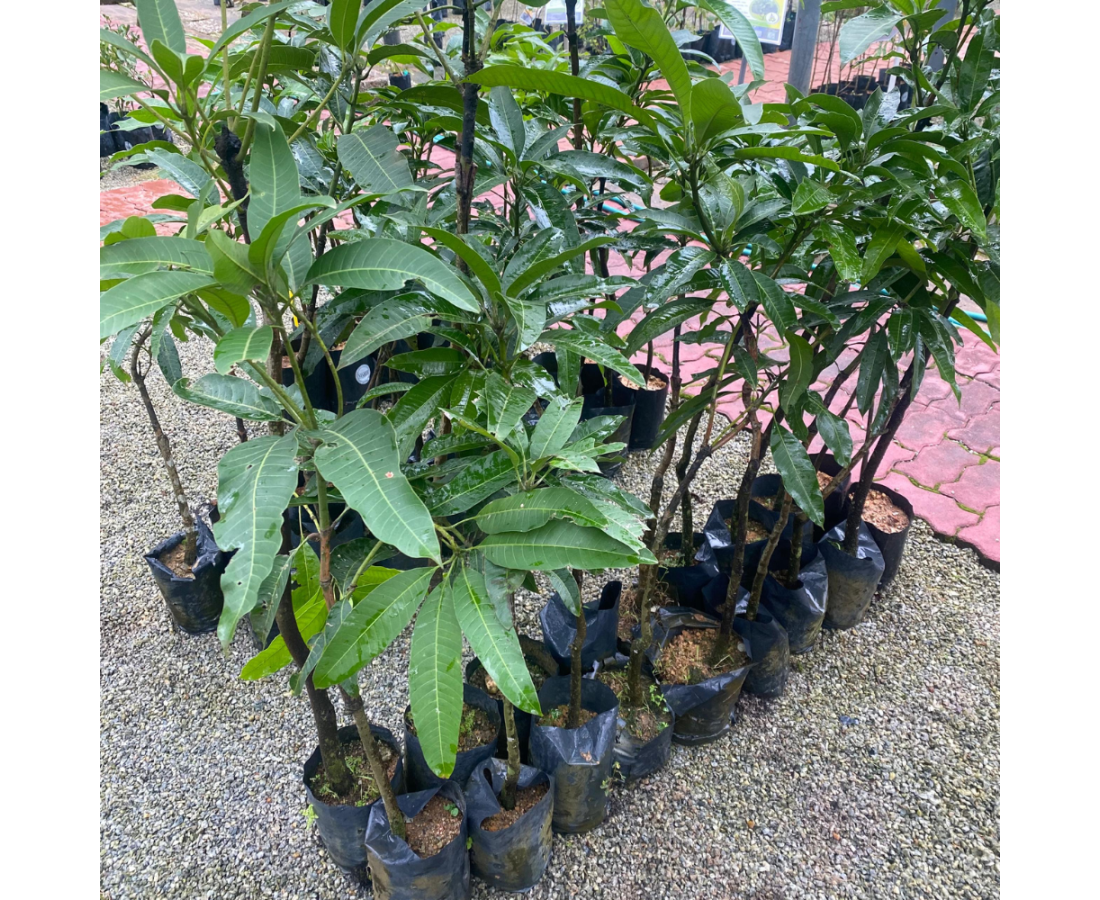 Anak Pokok :: MANGGA CHOKANAN