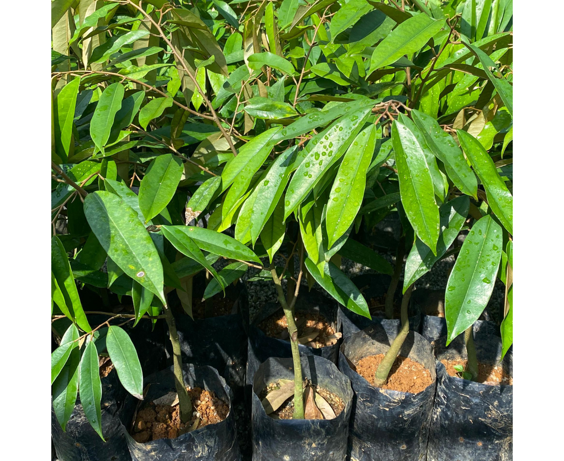 Anak Pokok :: DURIAN MUSANG KING D197