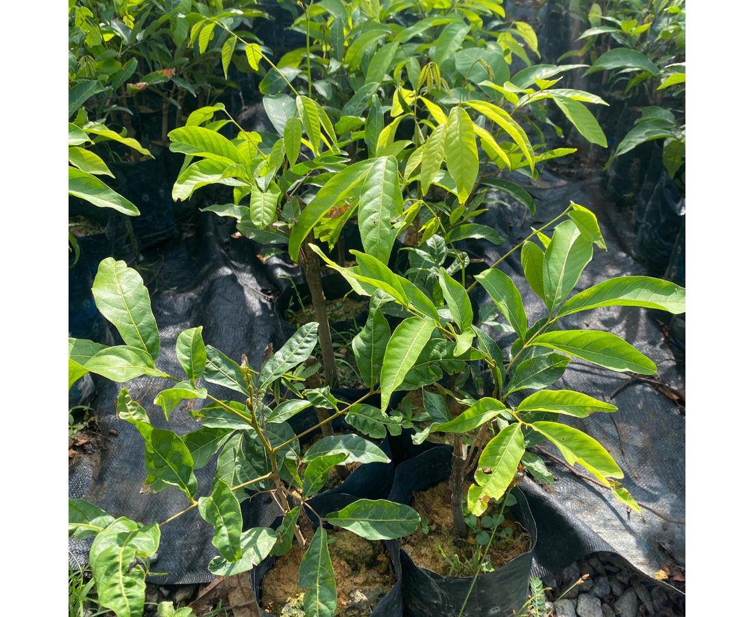 Anak Pokok :: RAMBUTAN MUTIARA WANGI