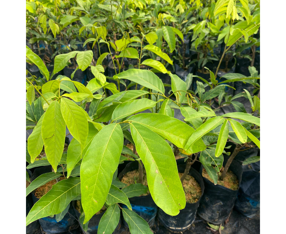 Anak Pokok :: RAMBUTAN MUTIARA WANGI