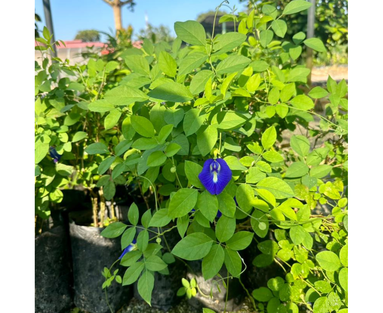 Anak Pokok :: BUNGA TELANG