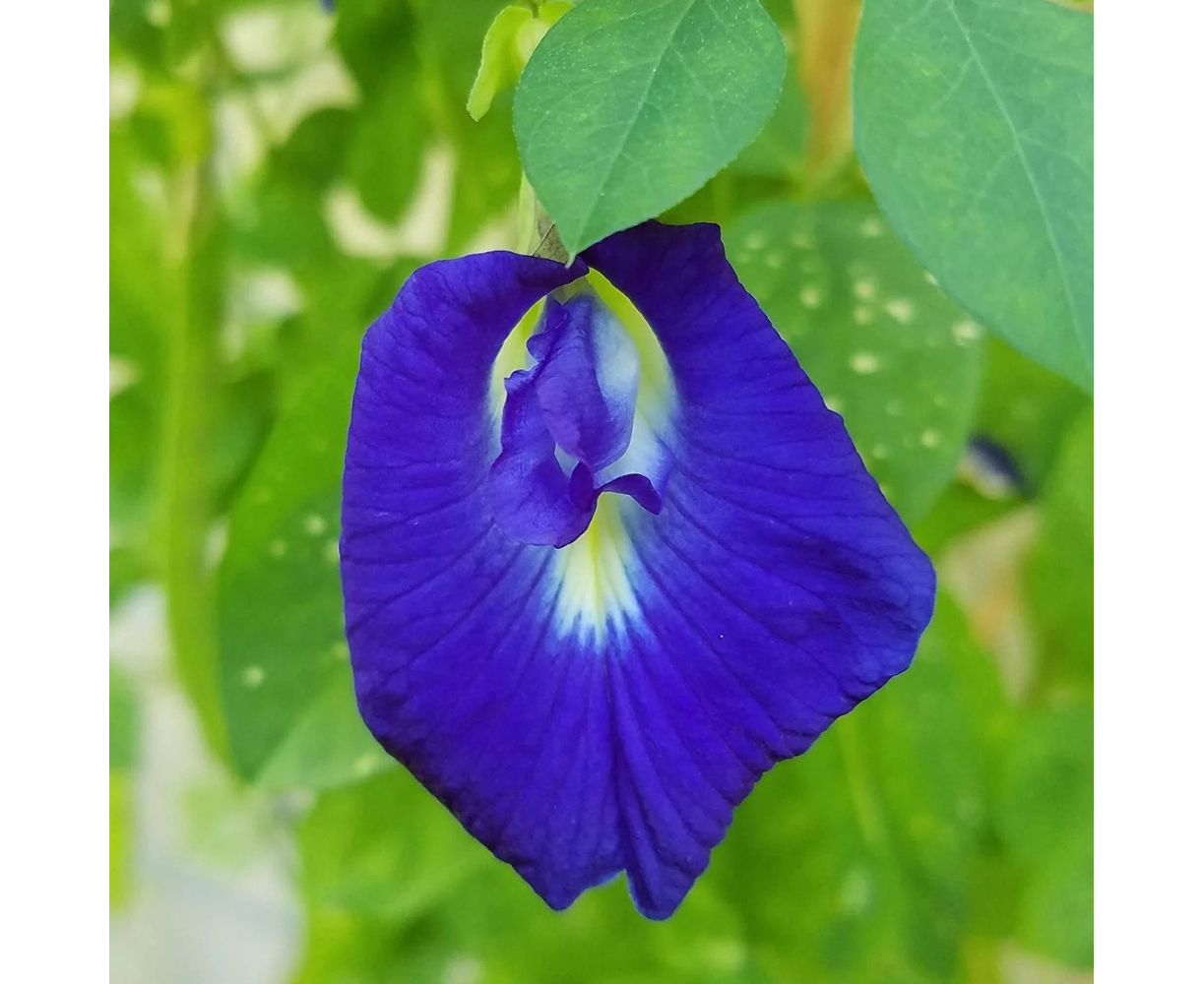 Anak Pokok :: BUNGA TELANG