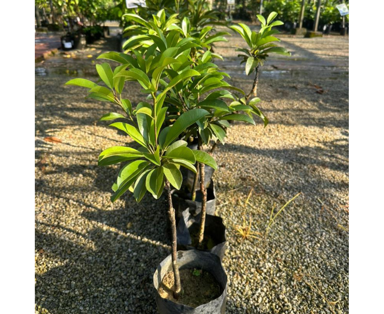 Anak Pokok :: CIKU SUBANG