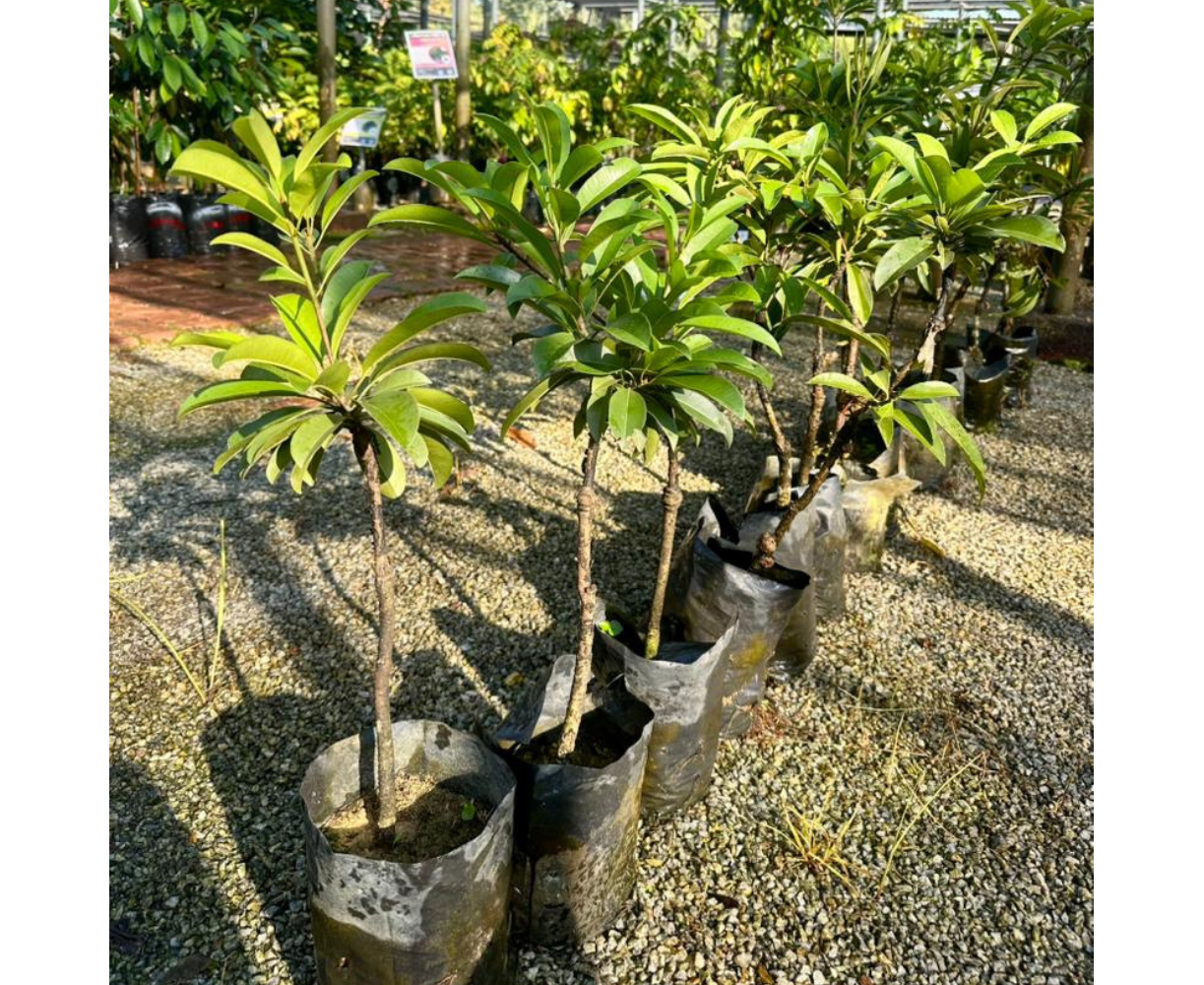 Anak Pokok :: CIKU SUBANG